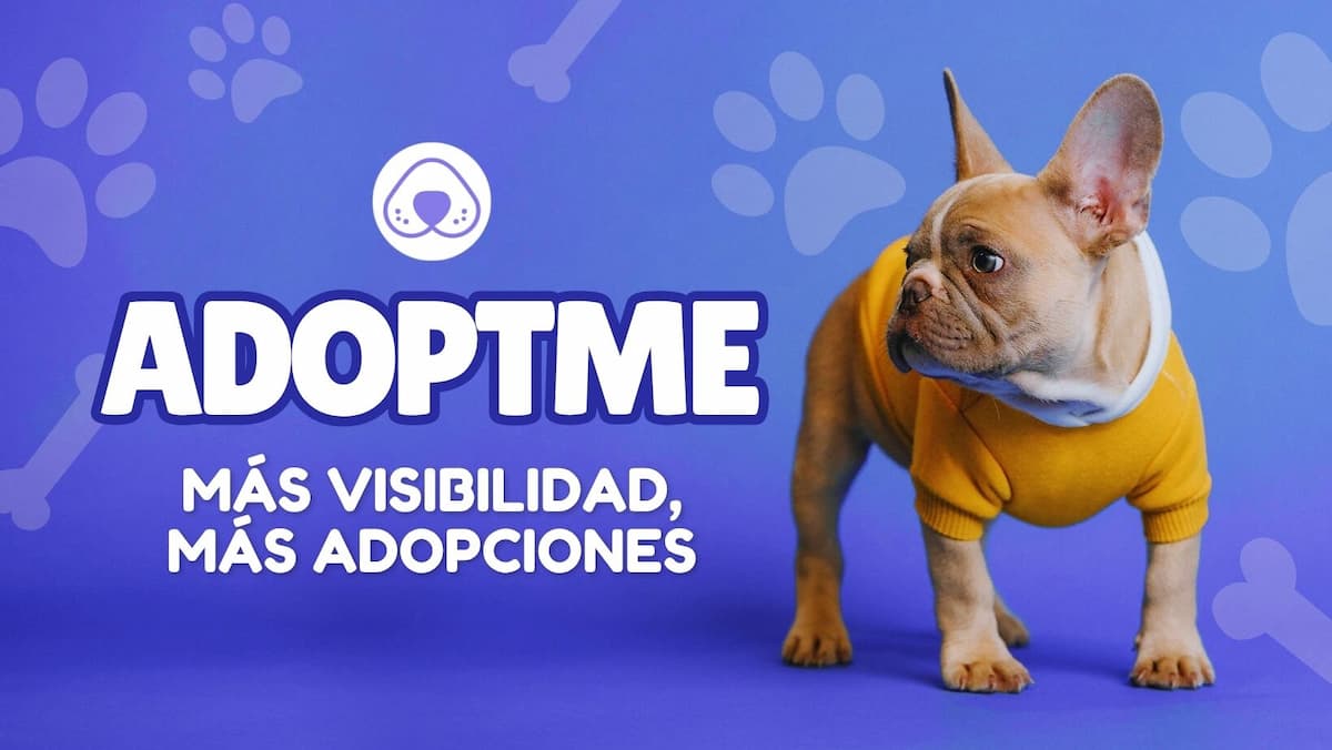 Adoptar Mascotas en Argentina - Perros y Gatos en Adopción | AdoptMe | AdoptMe